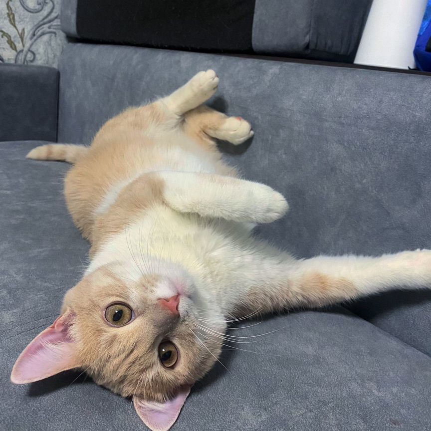 Котёнок в добрые руки