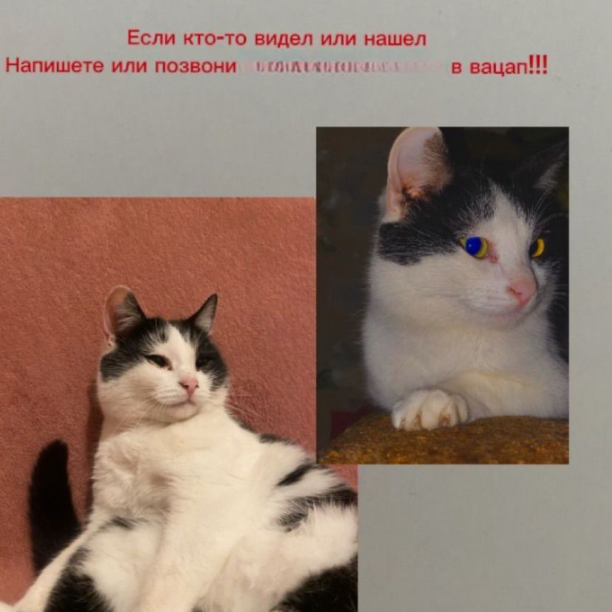 Потерялся кот