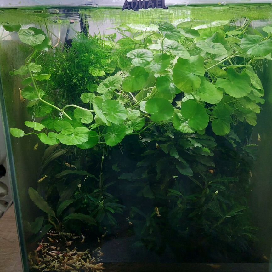 Прополка из креветочника