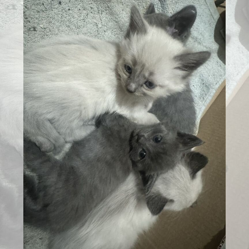 Котята в добрые руки