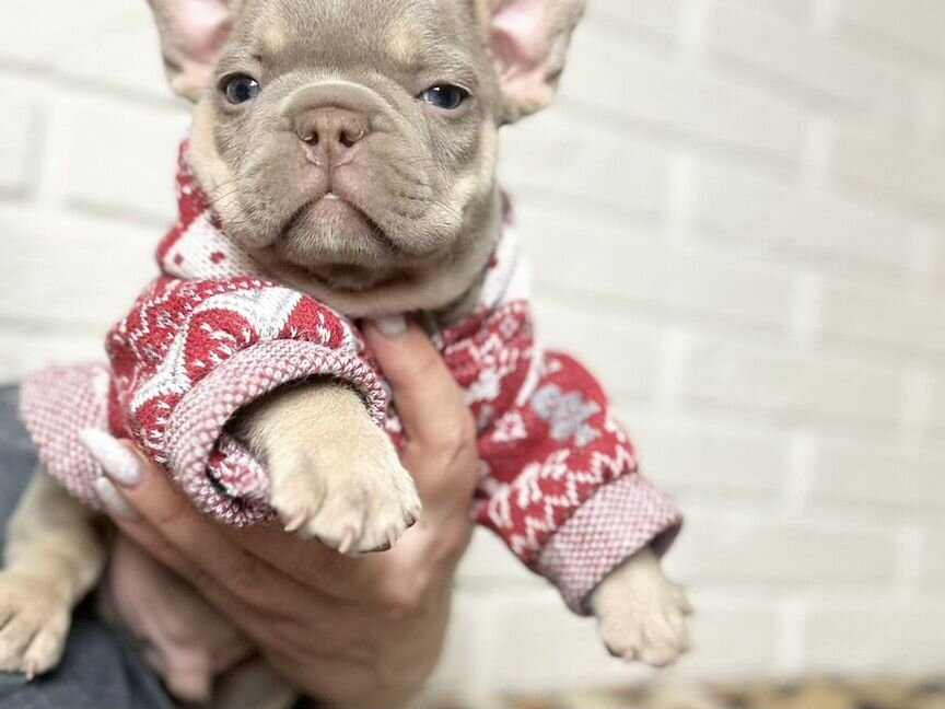 Мини бульдожки в изабелла окрасе