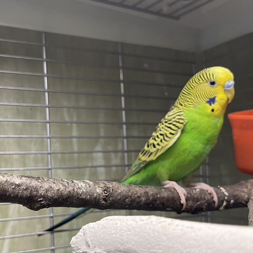 Попугай волнистый мальчик 6 мес с клеткой