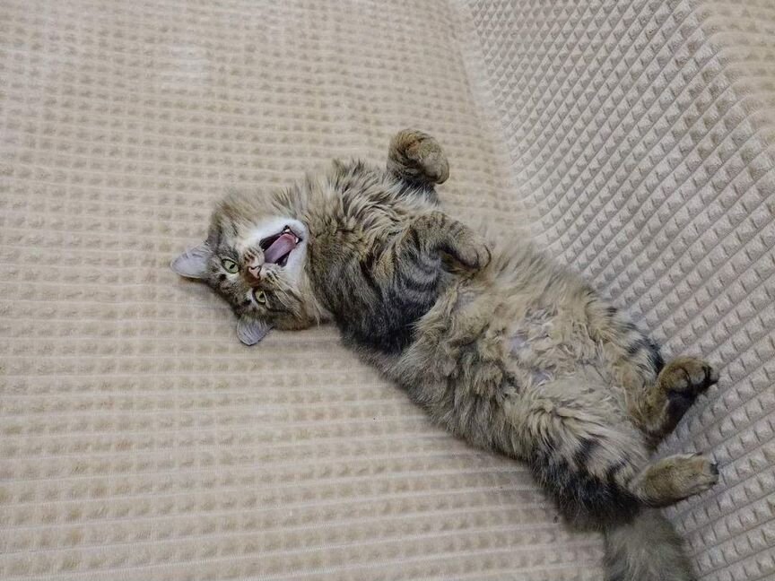 Кот в добрые руки