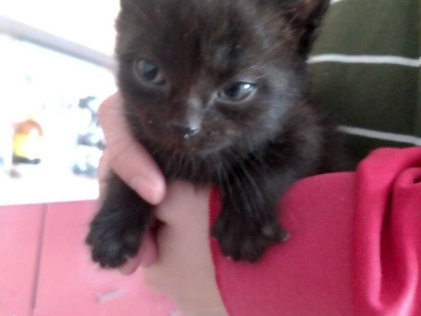 Котята в добрые руки 2 мальчика и 3 девочки