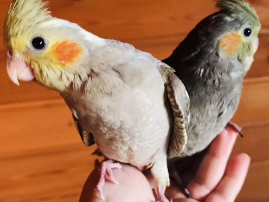 Попугай карела птенцы ручные докормыши