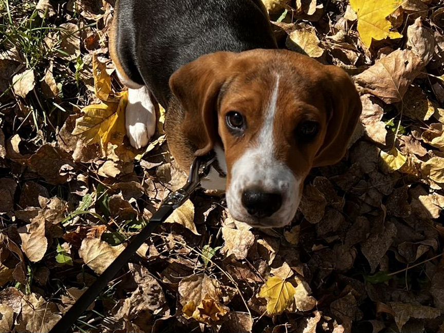 Девочка бигль в добрые руки