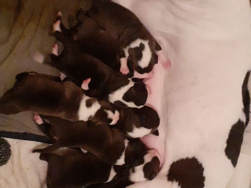 Щенки стаффорда