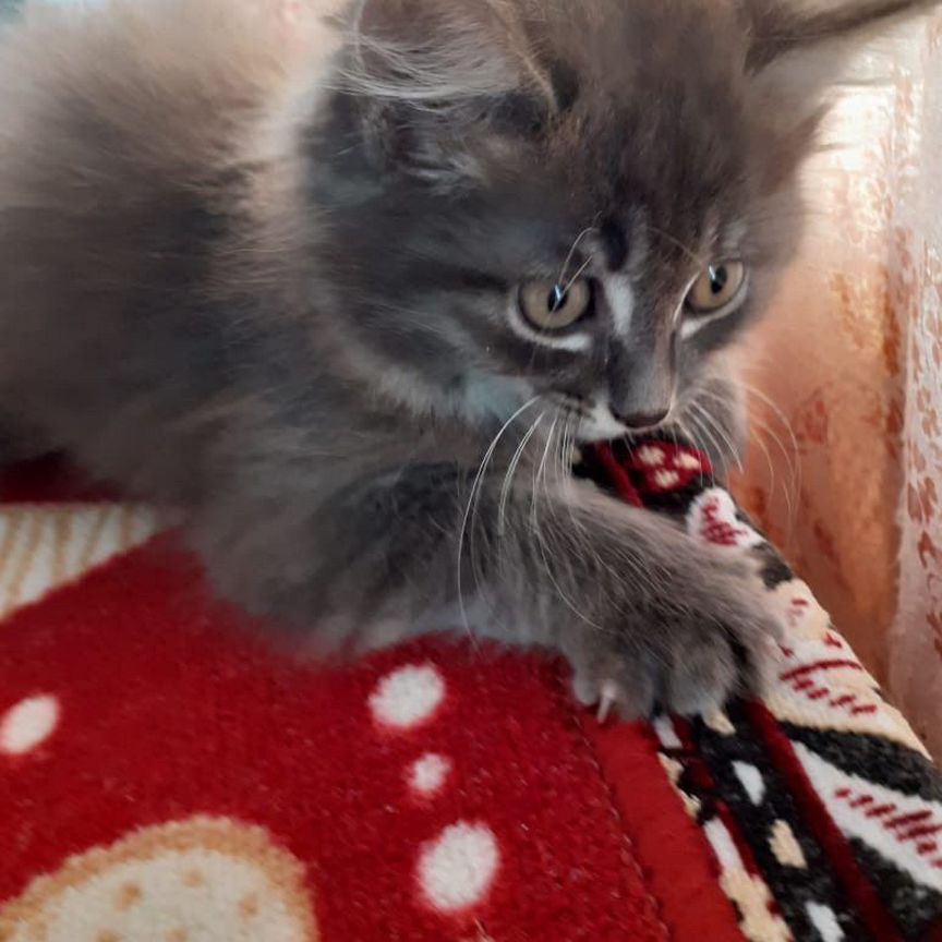Котенок мальчик