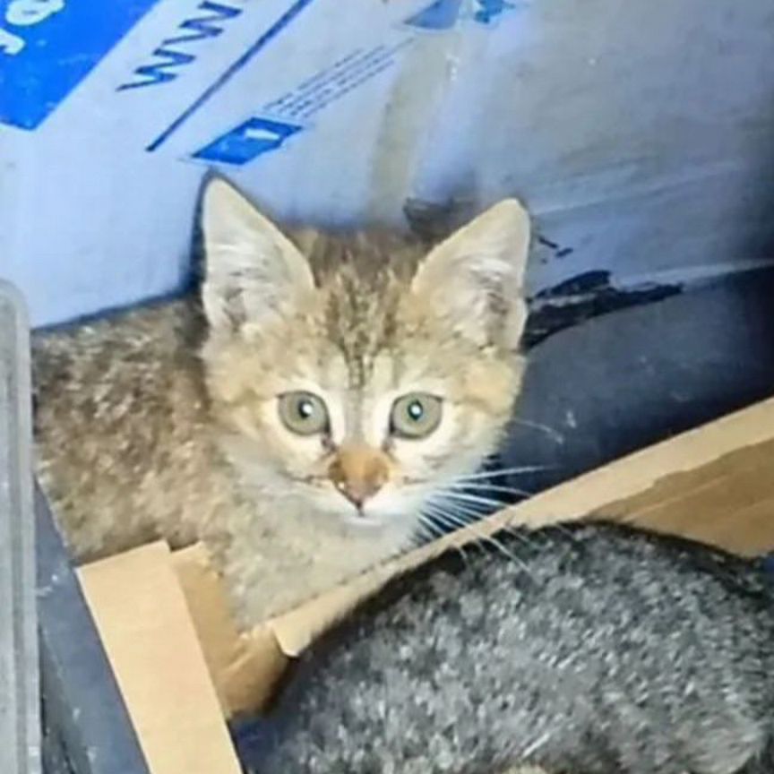 Котенок ищет дом