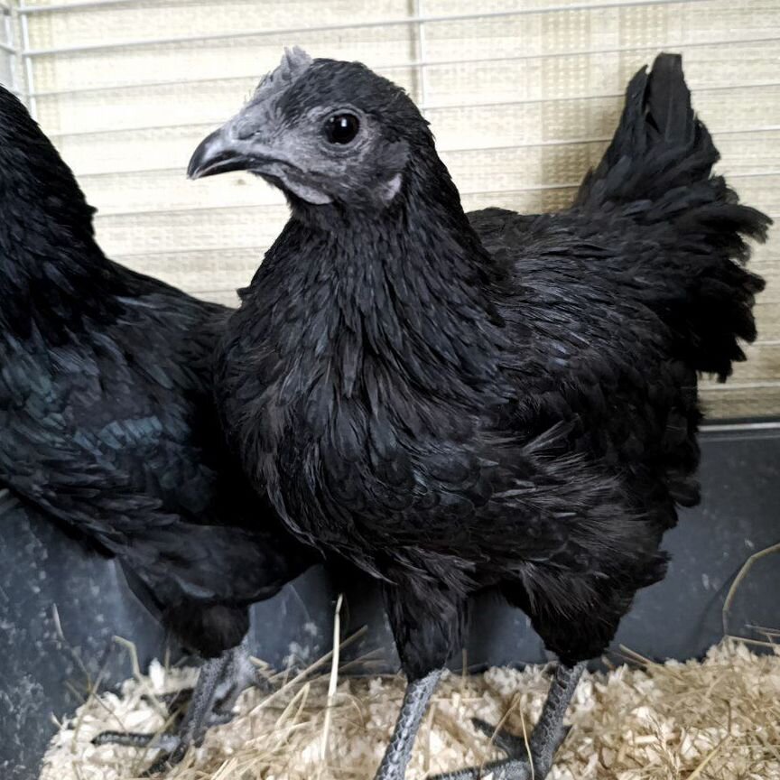 Черные куры ухейилюй (описание)