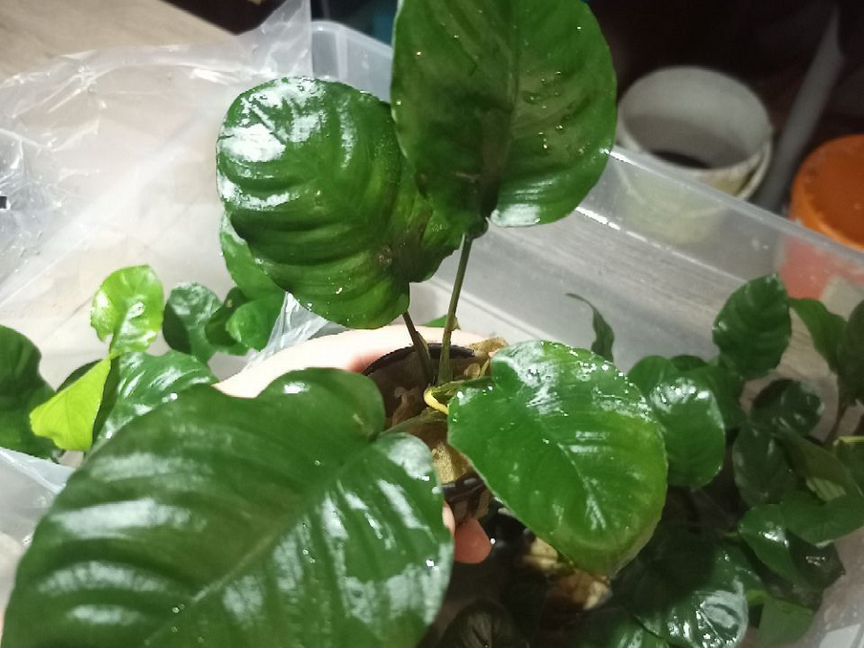 Анубиас бартери морщинистый лист, растения и рыбки