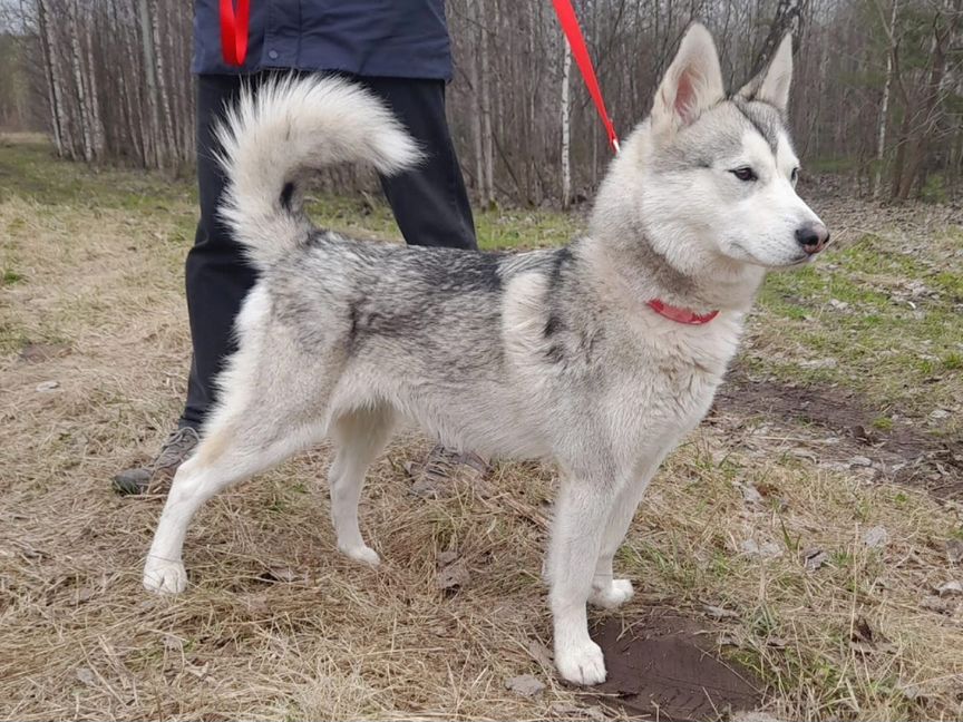 Собака в добрые руки отдам бесплатно