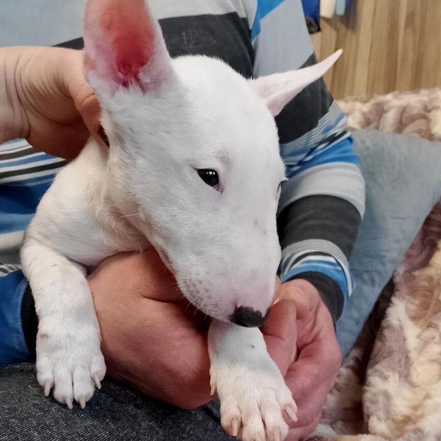 Мини-бультерьер, щенок