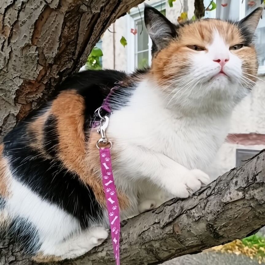 Взрослая кошка в добрые руки