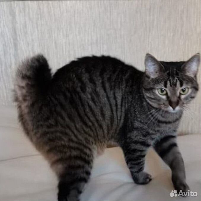 Кошка с необычным хвостиком в дар