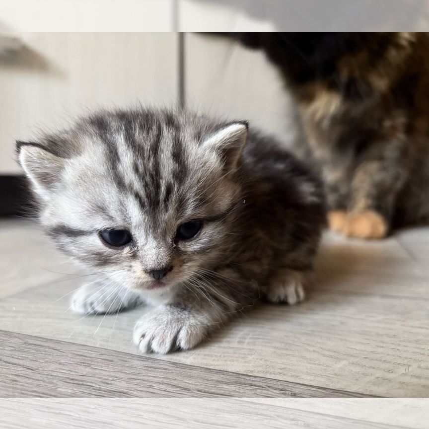 Шотландский прямоухий короткошёрстный котёнок