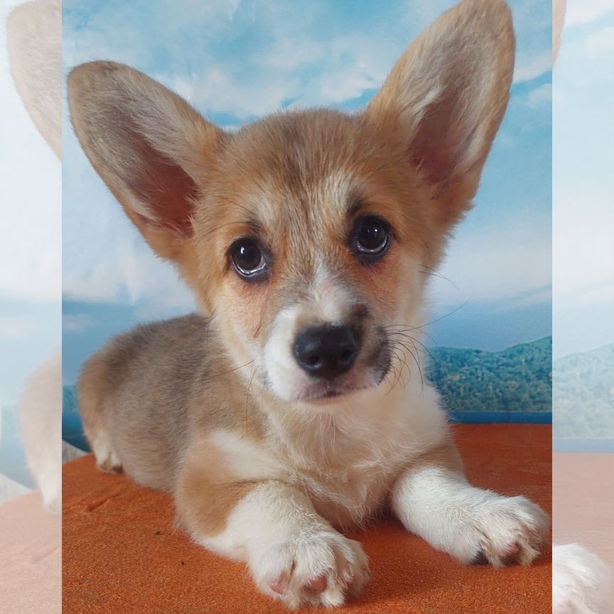 Вельш Корги Пемброк, щенок