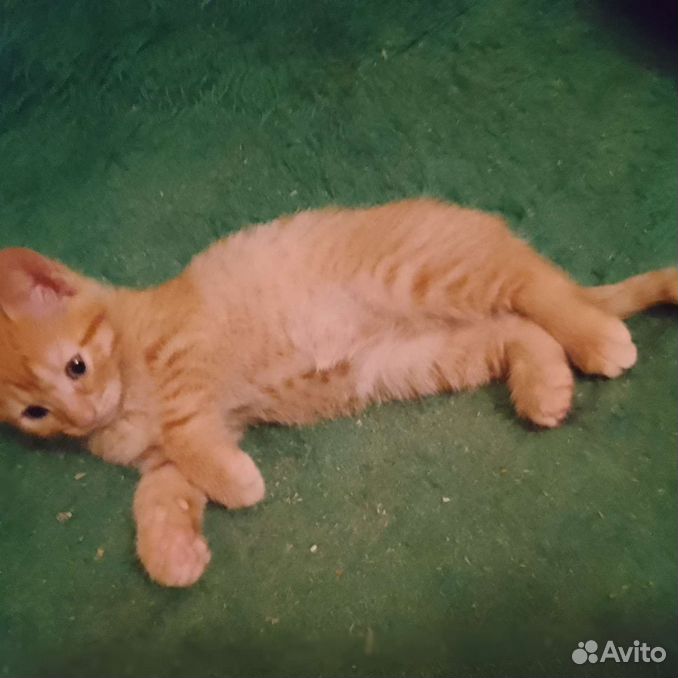 Котята подросли.ищут дом
