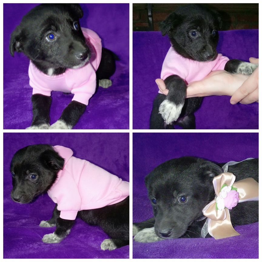 Щенок в добрые руки