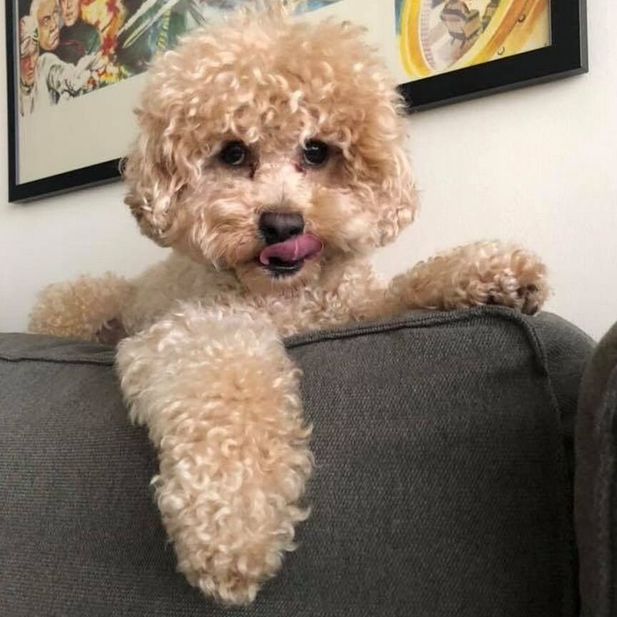 Карликовый пудель, взрослый пёс