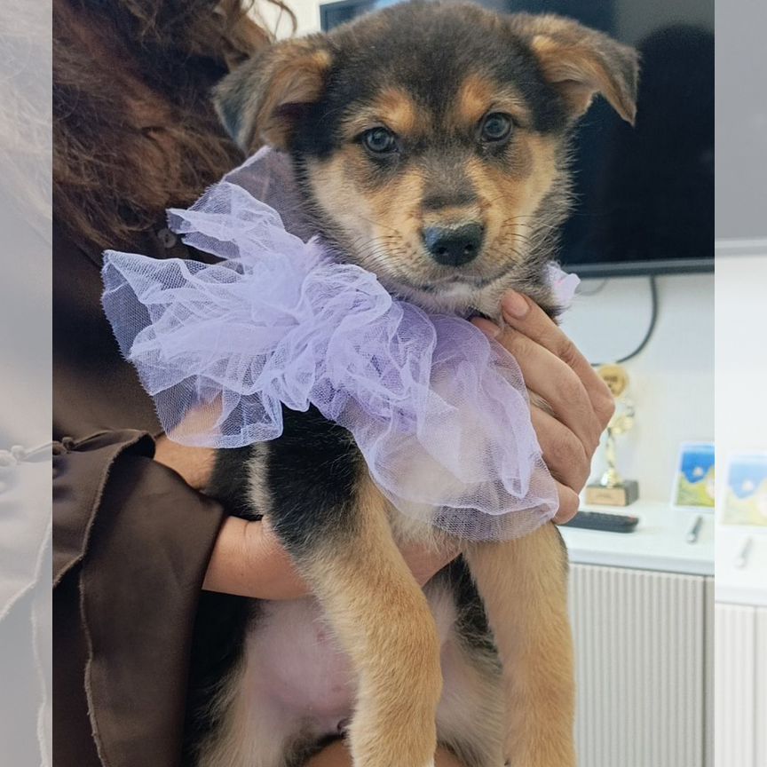 Щенок в добрые руки