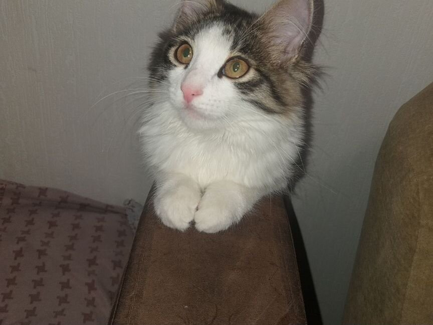 Котенок девочка продаётся, порода мейн-кун