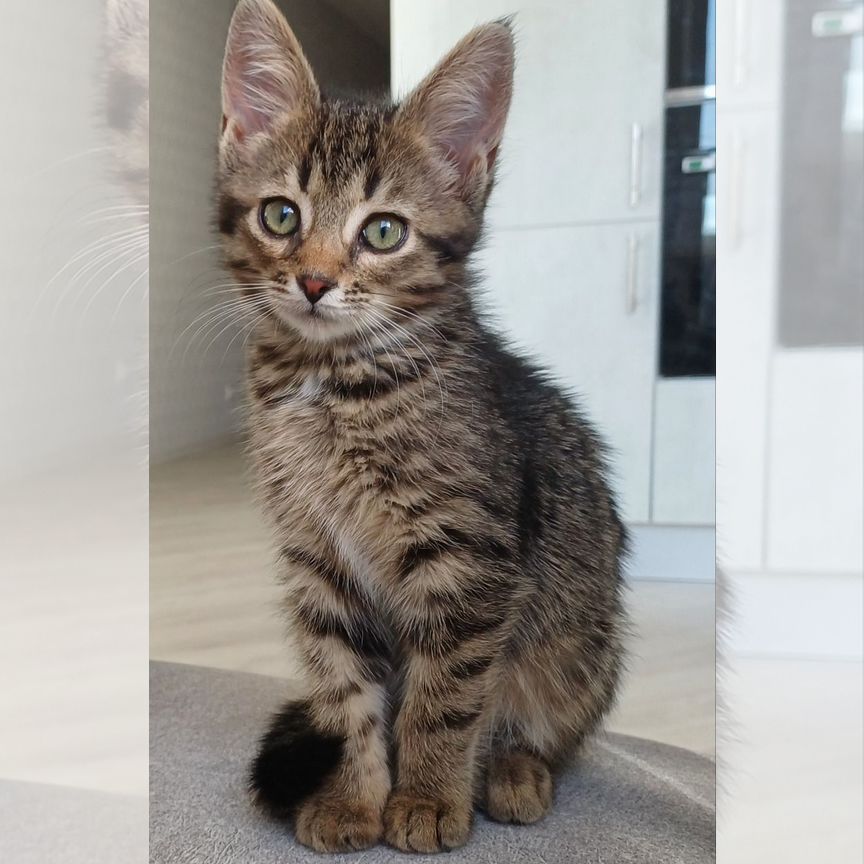 Котенок 2 мес ласковый