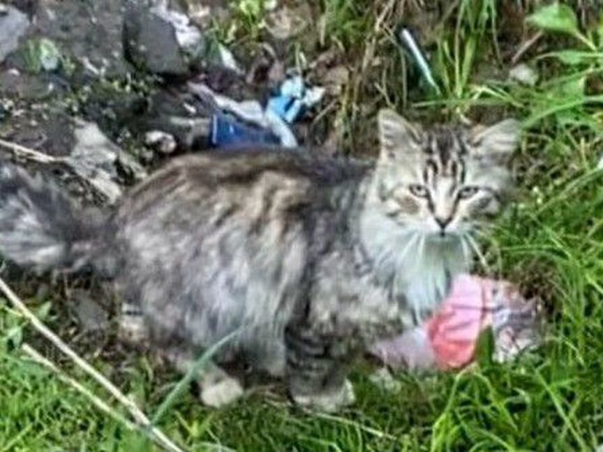 Очень красивый брошенка-котик Енот в добрые руки