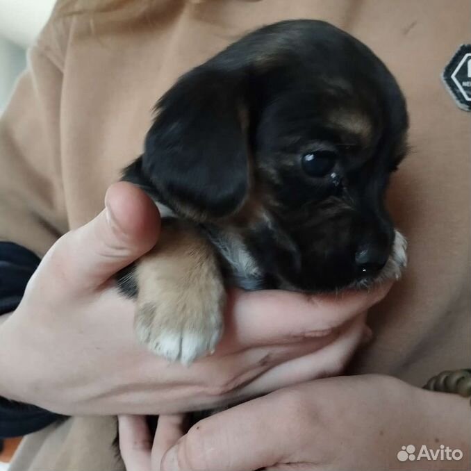 Американский кокер спаниель девочка