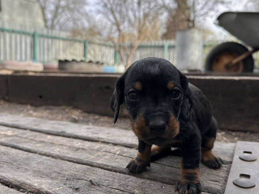 Такса чистокровная