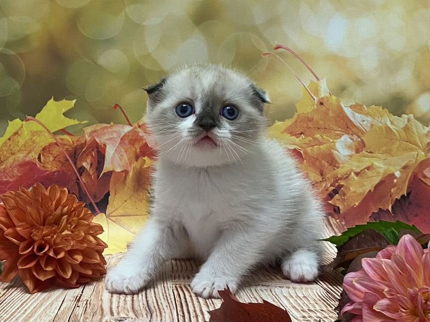 Шотландские котята