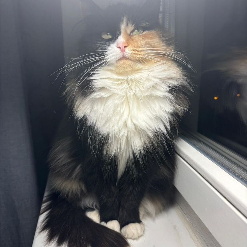 Трехцветка конфетка