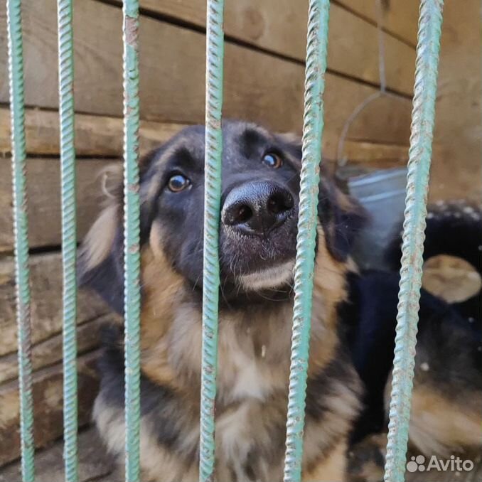 Юный красавец Шкипер. Приют Некрасовка-не приговор