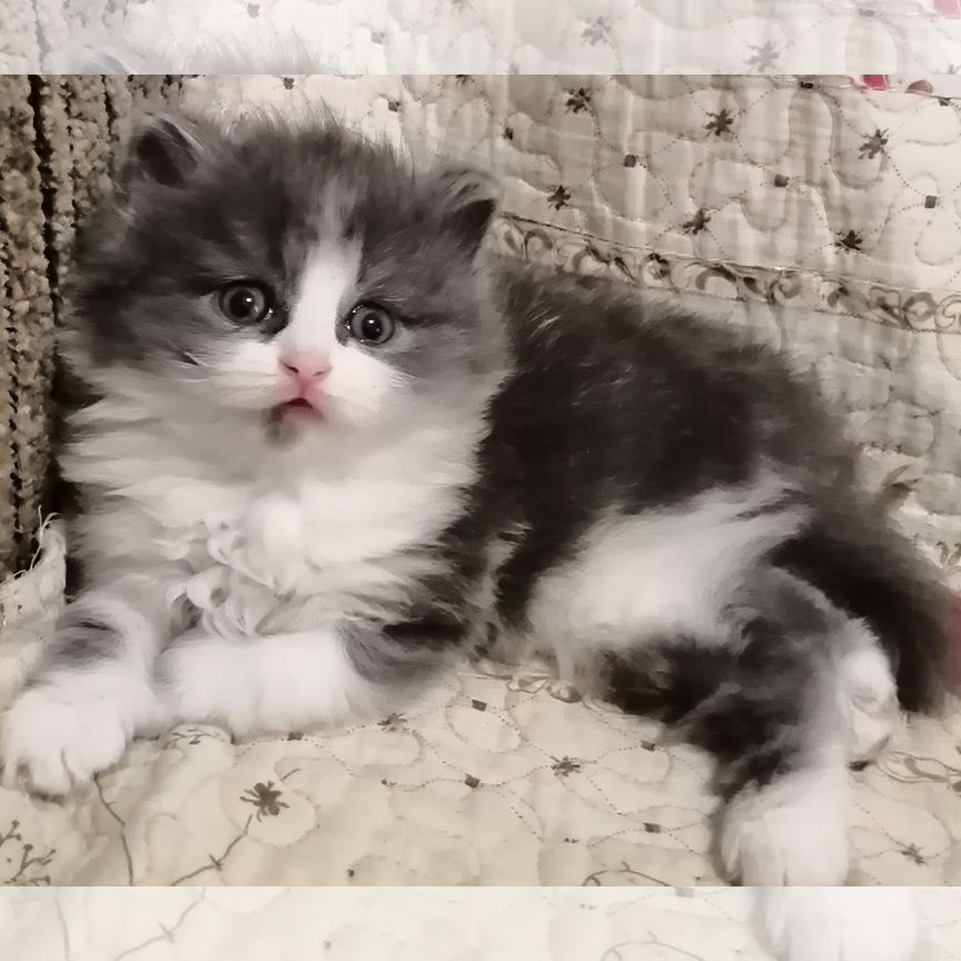 Шотландский мальчик
