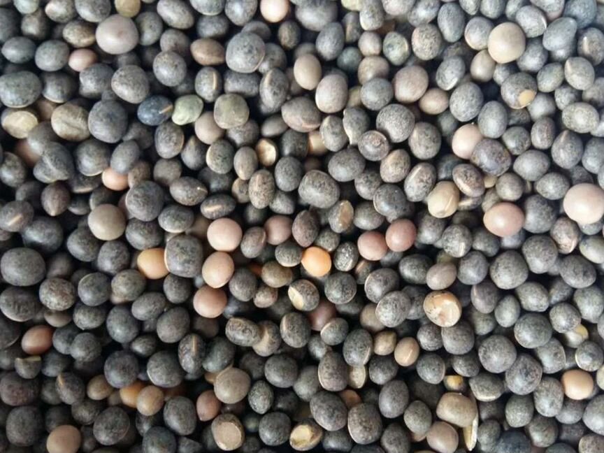 Вика яровая