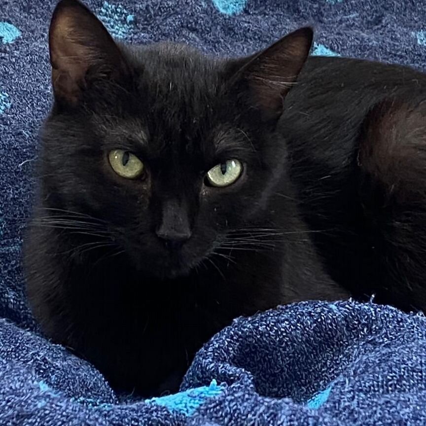 Черничка для самых лучших котородителей