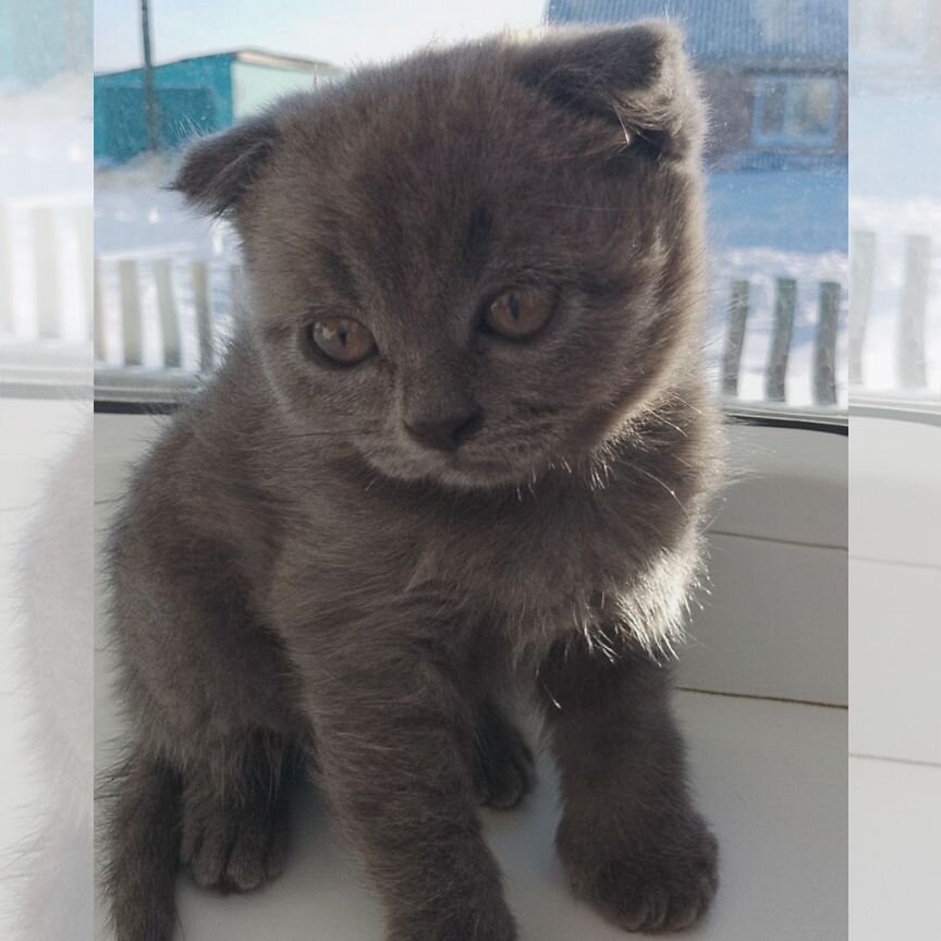 Британский короткошёрстный котёнок