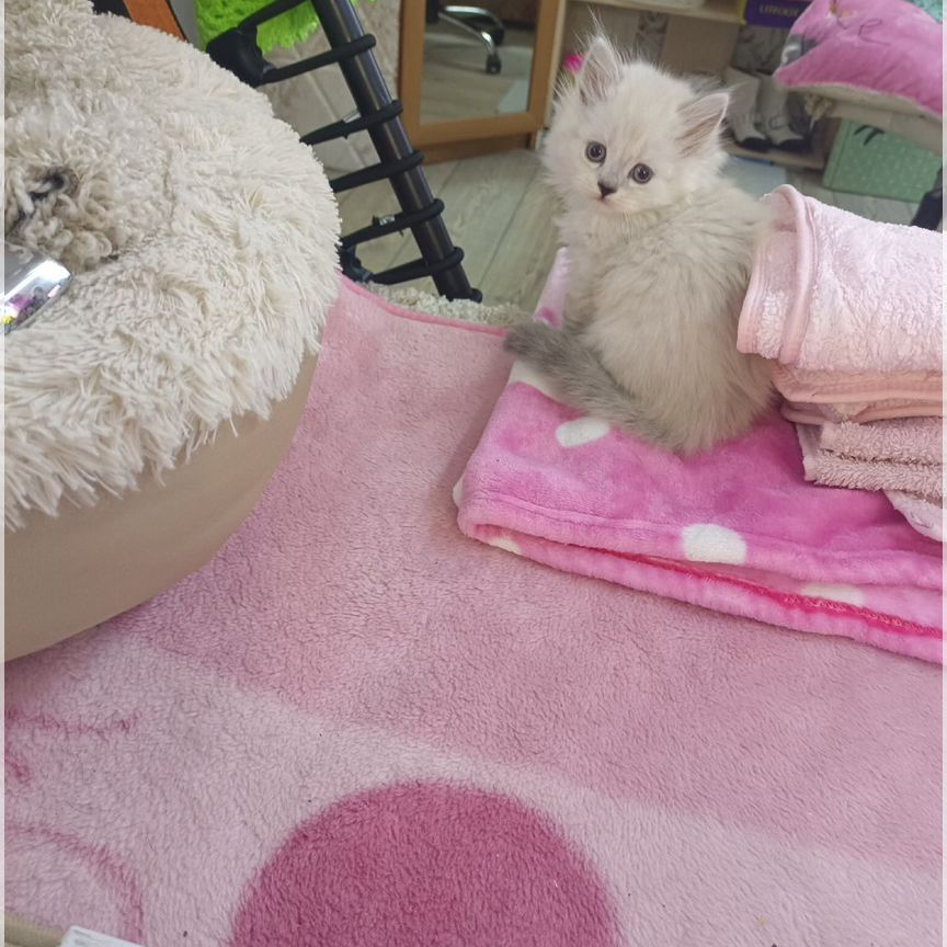 Шотландский прямоухий короткошёрстный котёнок