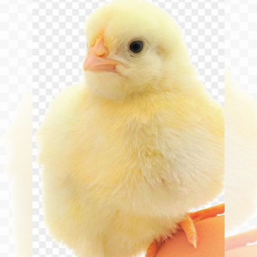 Цыплята суточные на корм животным
