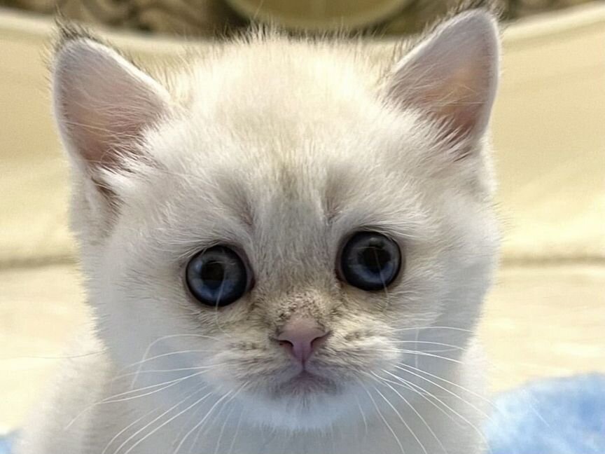 Котенок Скоттиш Страйт Золотая Шиншилла пойнт