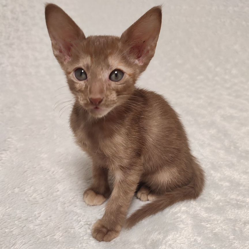 Ориентальный котёнок