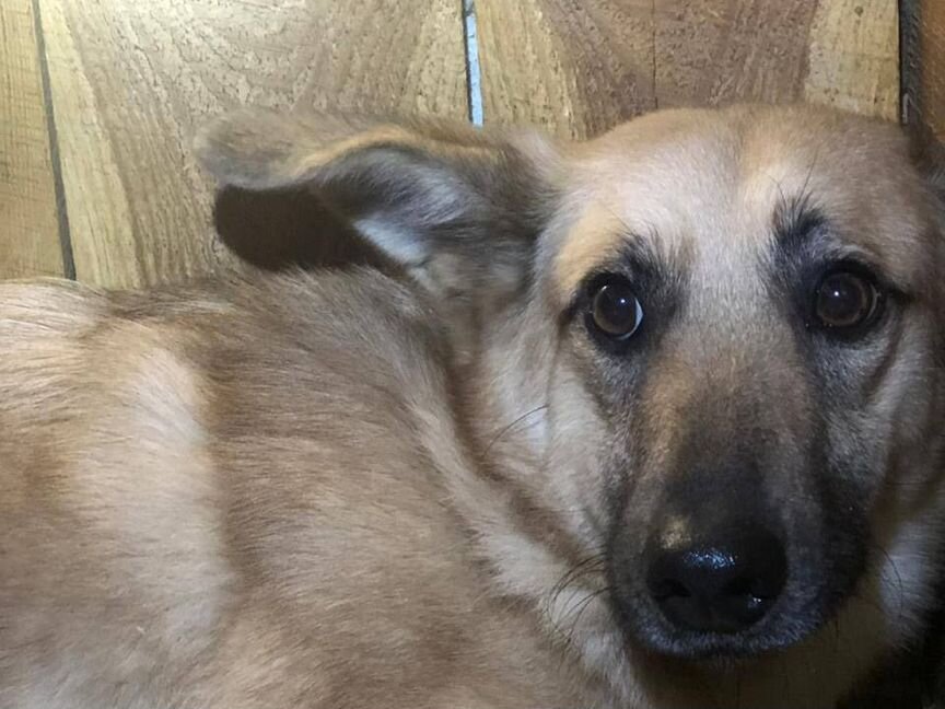 Преданная человеком собака выживает в приюте