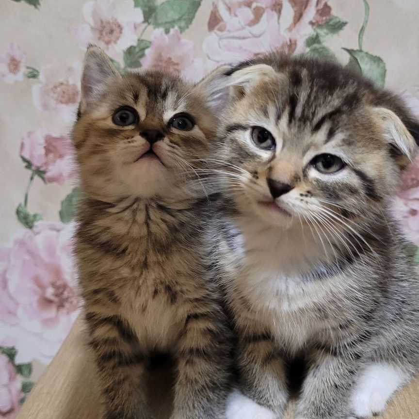 Шотландские котята