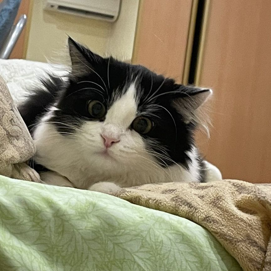 Котик в добрые руки