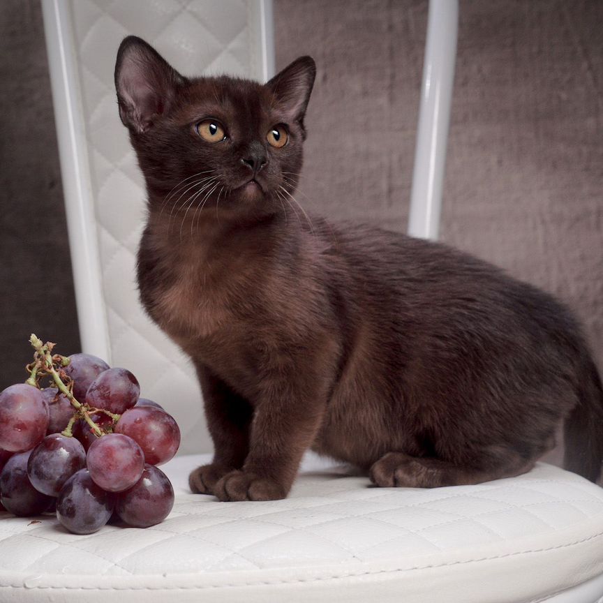 Соболиный мальчик