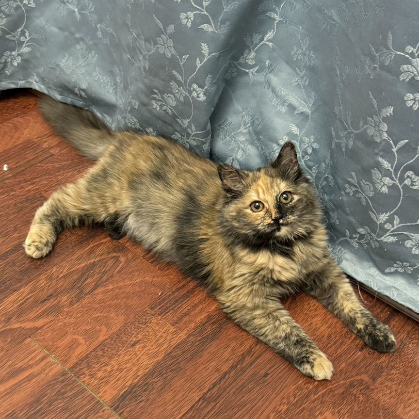 Котенок в добрые руки