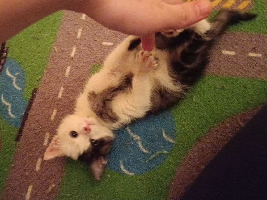 Котёнок в добрые руки