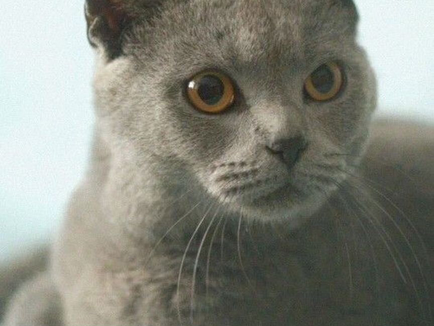 Кошка стерилизованная в добрые руки