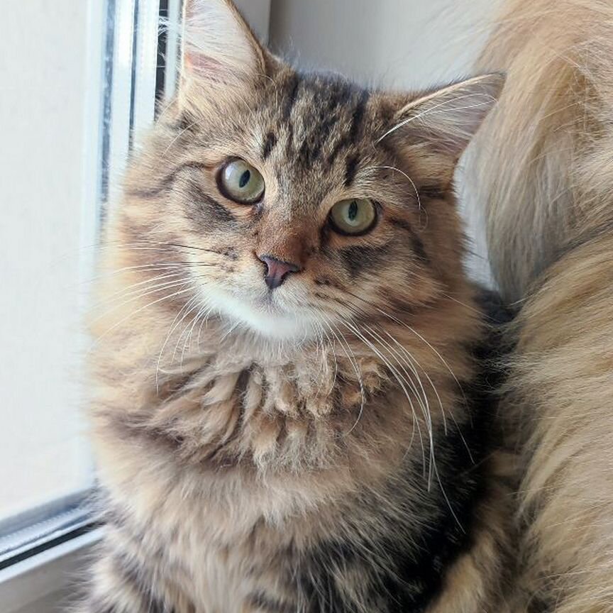 Сибирский котик