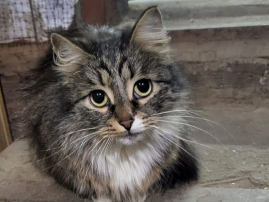 Пушистая, ласковая кошка в добрые руки. Бесплатно